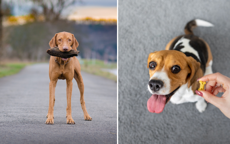 Stay One Step Ahead: How a GPS Tracker for Hunting Dogs Can Boost Your ...